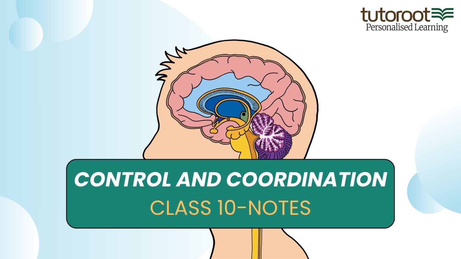 Control and Coordination Class 10 Notes | NCERT Summary