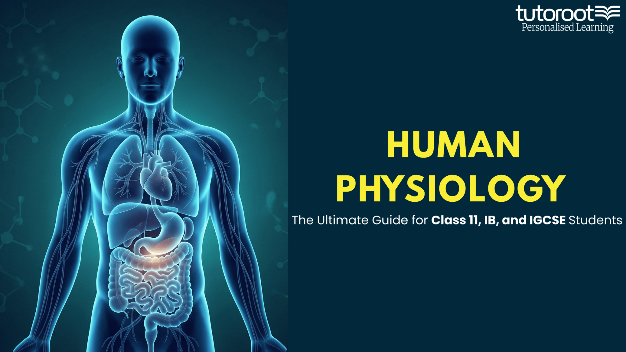 Human Physiology Class 11 & IB Biology: Systems & Exam Tips